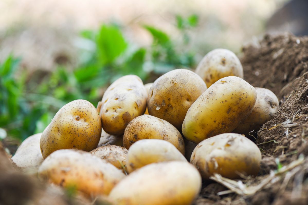 Una experta explica qué pasa con las patatas que tienen alguna parte verde