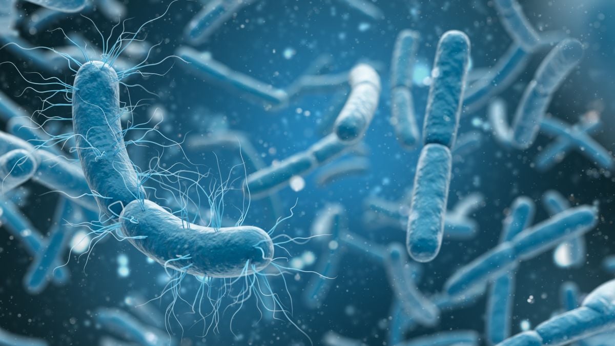 Alertan del aumento de casos graves por una bacteria que afecta al ...